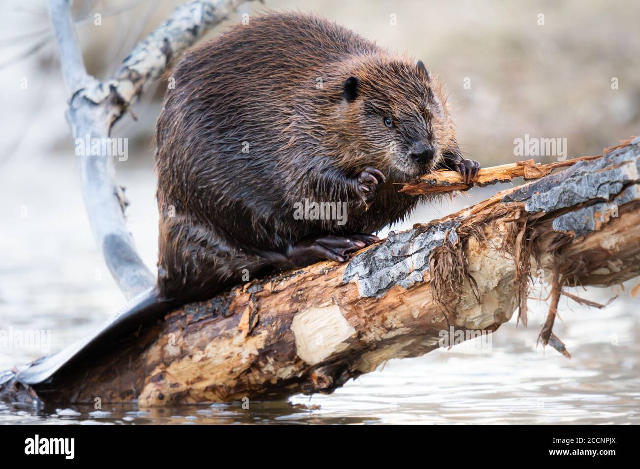 Beaver in the Canadian wilderness Stock Photo - Alamy