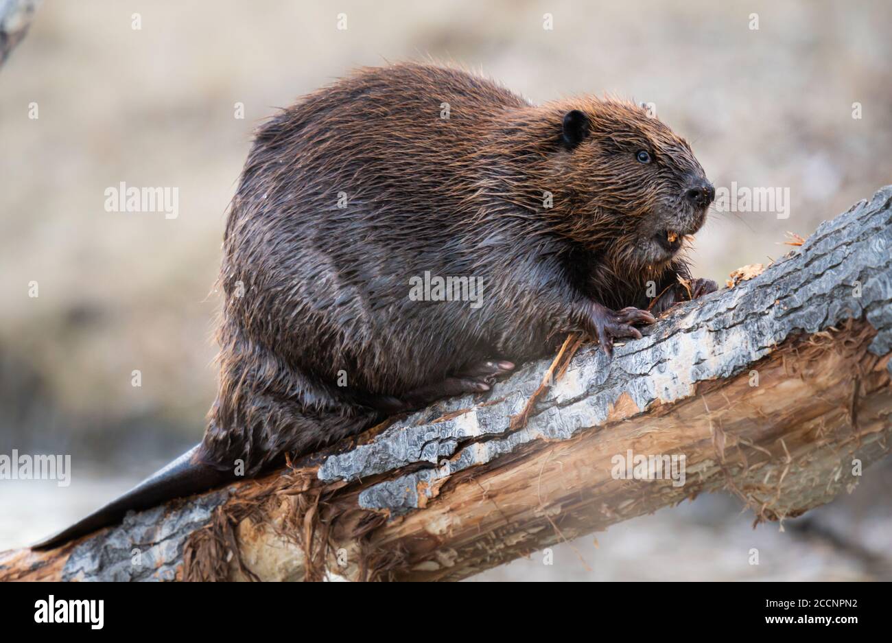 Beaver in the Canadian wilderness Stock Photo - Alamy