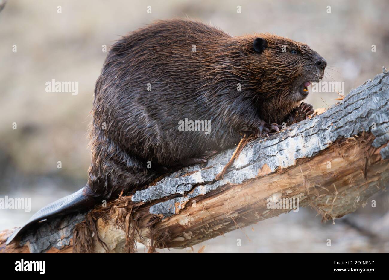 Beaver in the Canadian wilderness Stock Photo - Alamy
