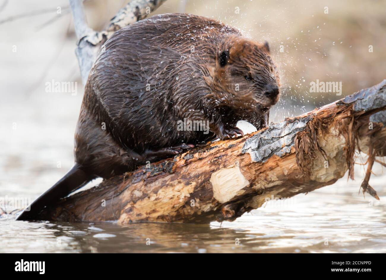 Beaver in the Canadian wilderness Stock Photo - Alamy