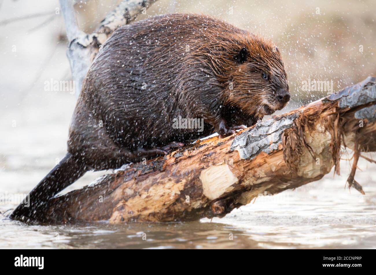 Beaver in the Canadian wilderness Stock Photo - Alamy