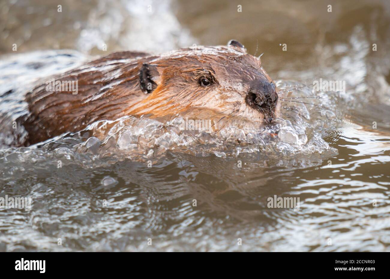 Beaver in the Canadian wilderness Stock Photo - Alamy