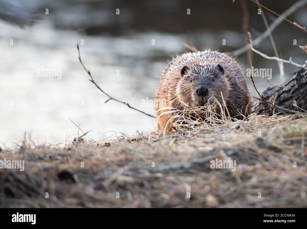 Beaver in the Canadian wilderness Stock Photo - Alamy
