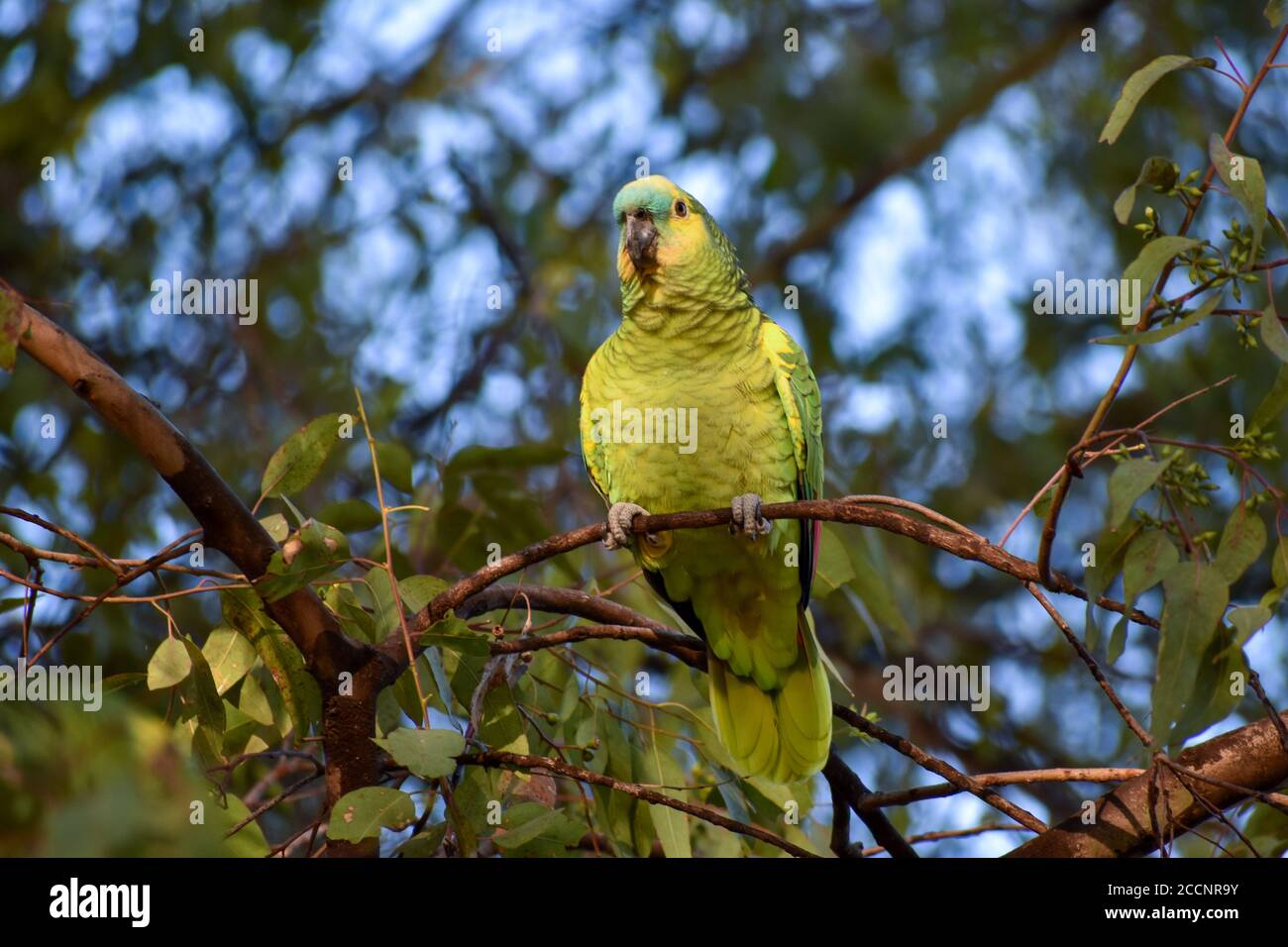 turquoise-fronted amazon (Amazona aestiva), also called the turquoise ...
