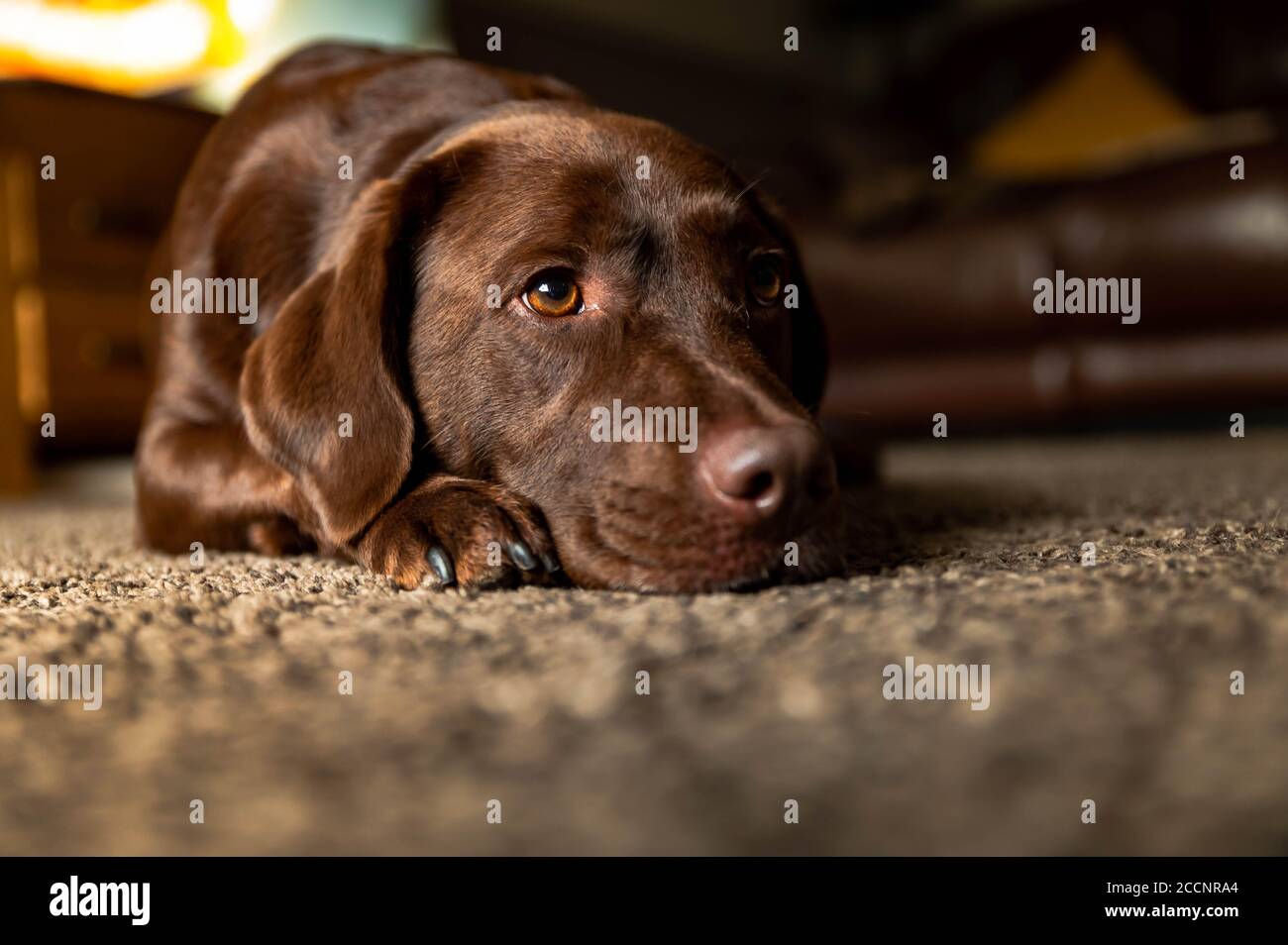 Chocolate Labrador dog relaxing on home carpet in family room Stock ...