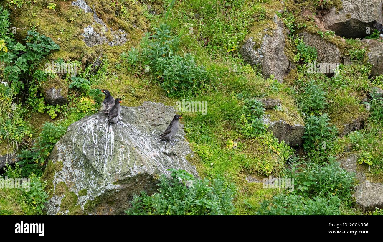 Adult crested auklets, Aethia cristatella, St. George Island, Pribilof ...