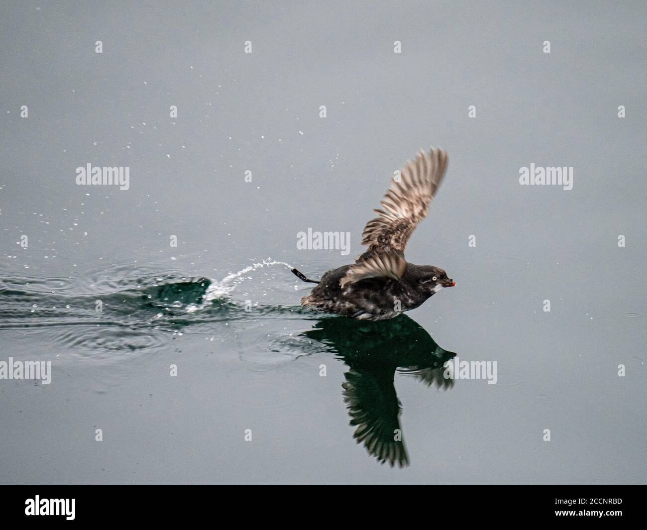 An adult least auklet, Aethia pusilla, taking off near St. Mathews ...