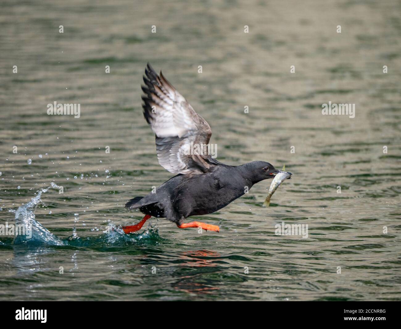 Baby running in water hi-res stock photography and images - Alamy