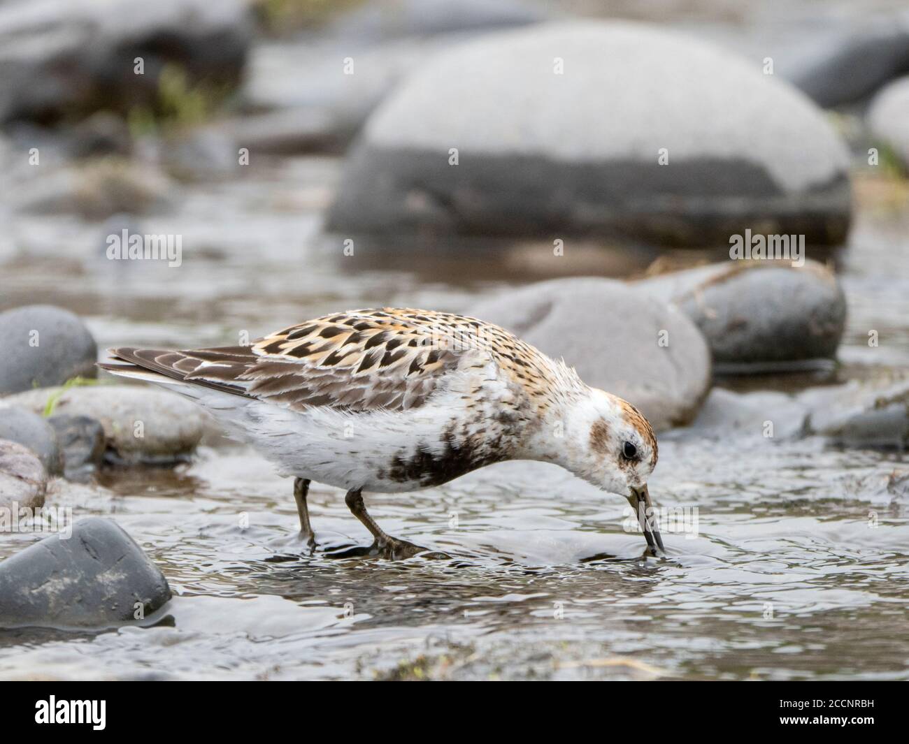 An adult rock sandpiper, Calidris ptilocnemis ptilocnemis, subspecies ...