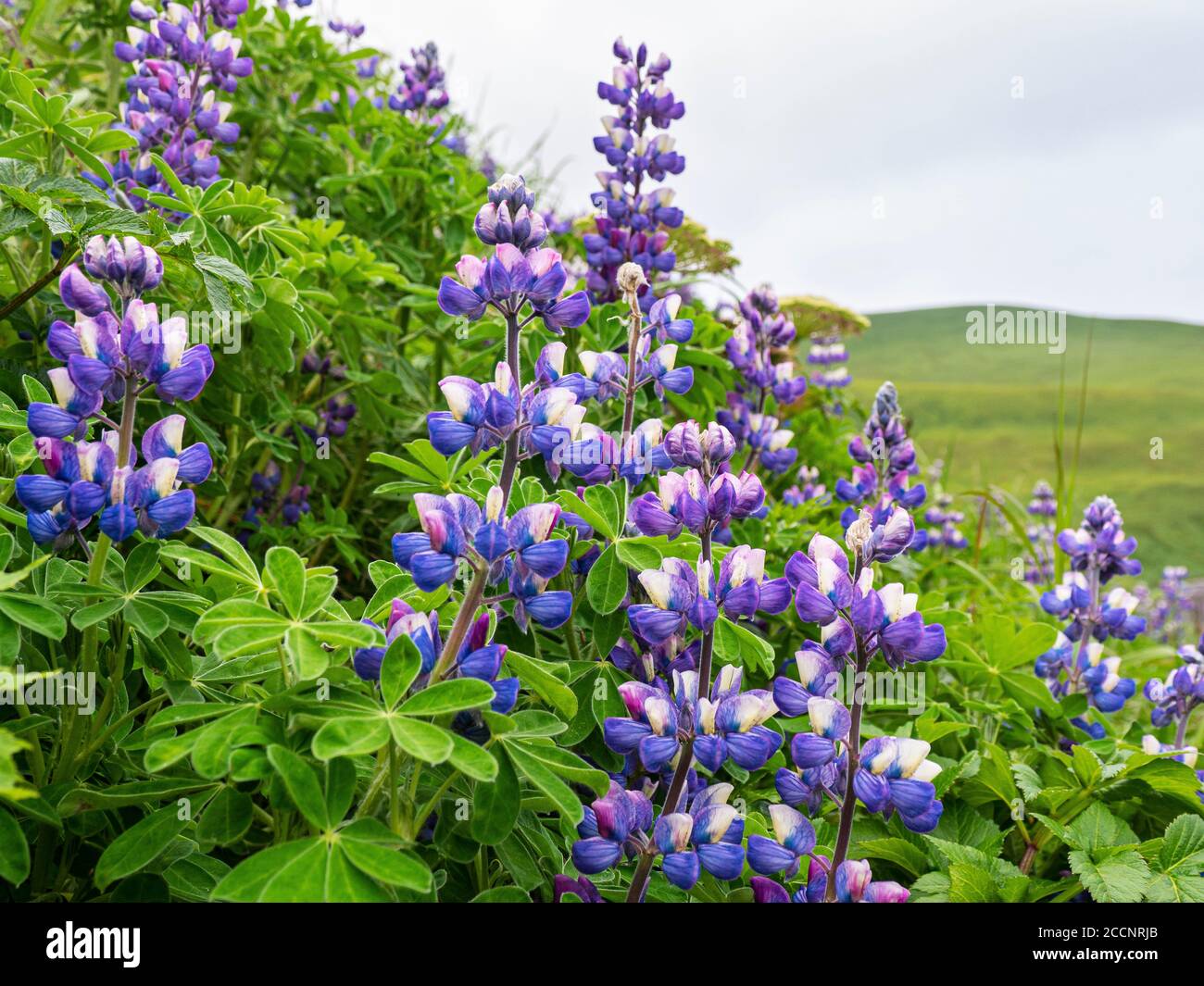 Wild Nootka lupine, Lupinus nootkatensis, in the Kagamil Island ...