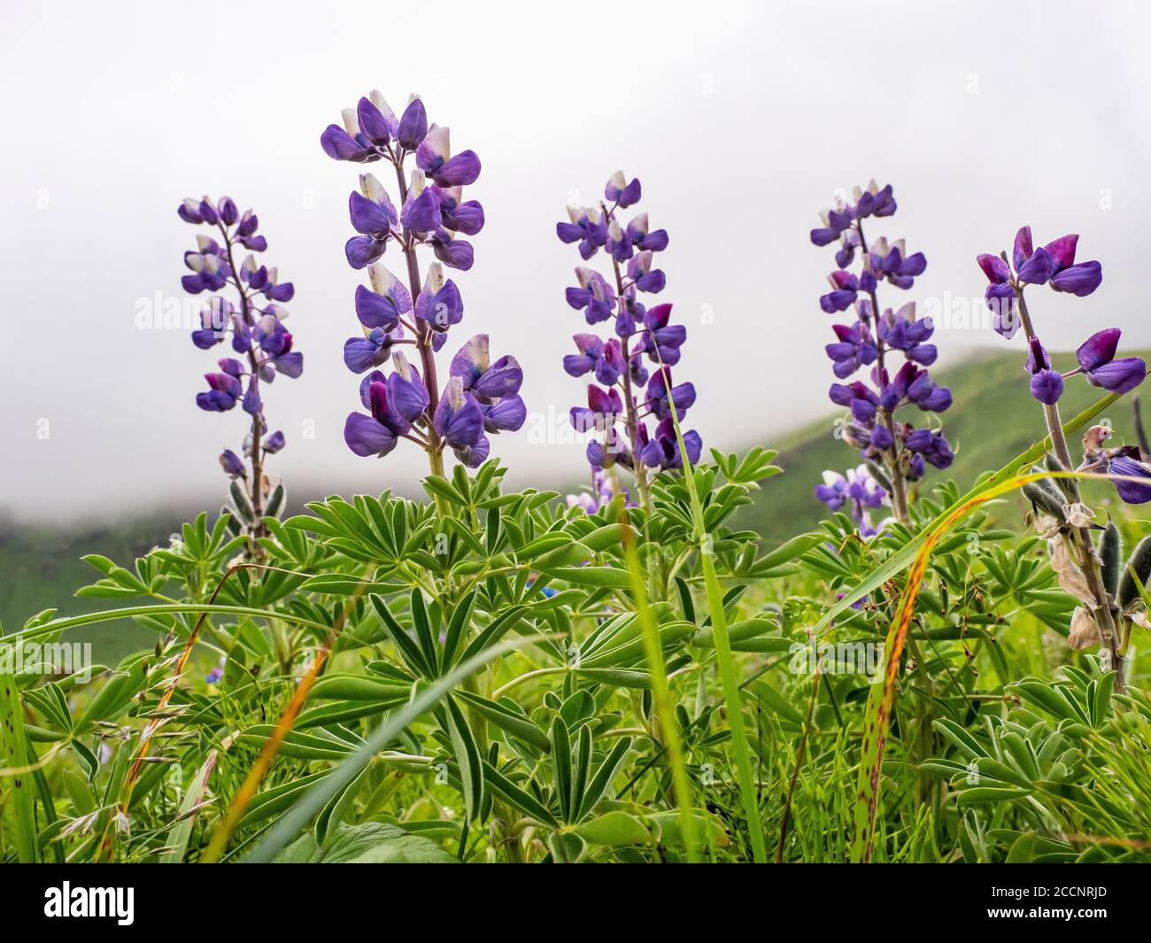 Wild Nootka lupine, Lupinus nootkatensis, in the Kagamil Island ...