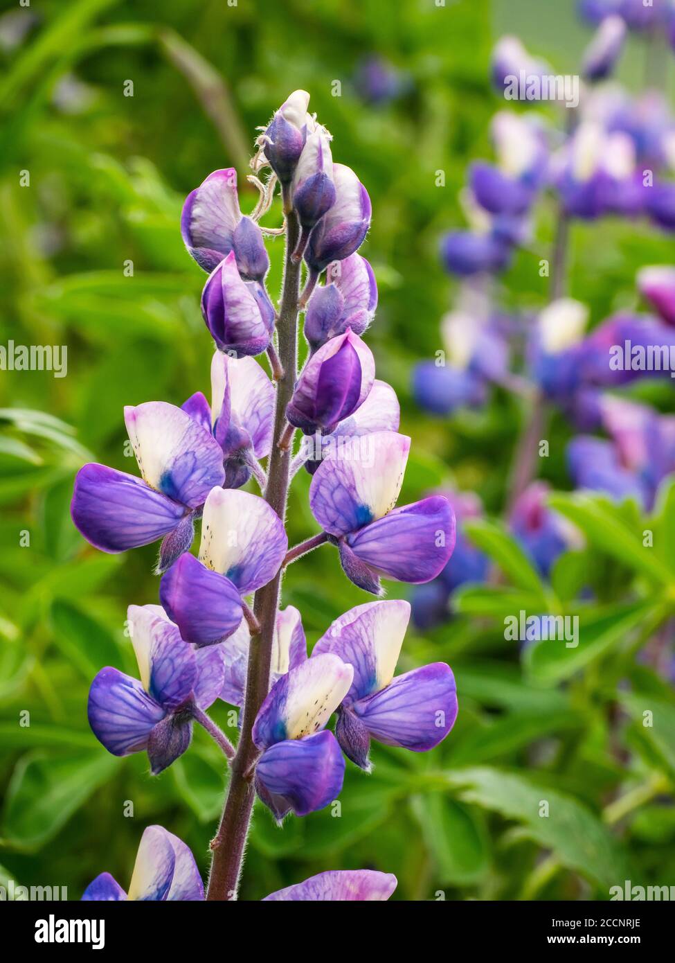 Wild Nootka lupine, Lupinus nootkatensis, in the Kagamil Island ...