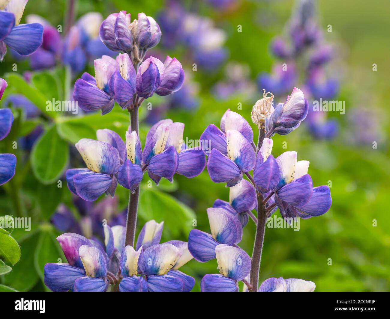 Wild Nootka lupine, Lupinus nootkatensis, in the Kagamil Island ...
