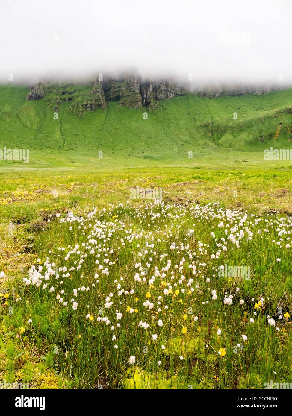 Wild Arctic cottongrass, Eriophorum callitrix, in the Kagamil Island ...