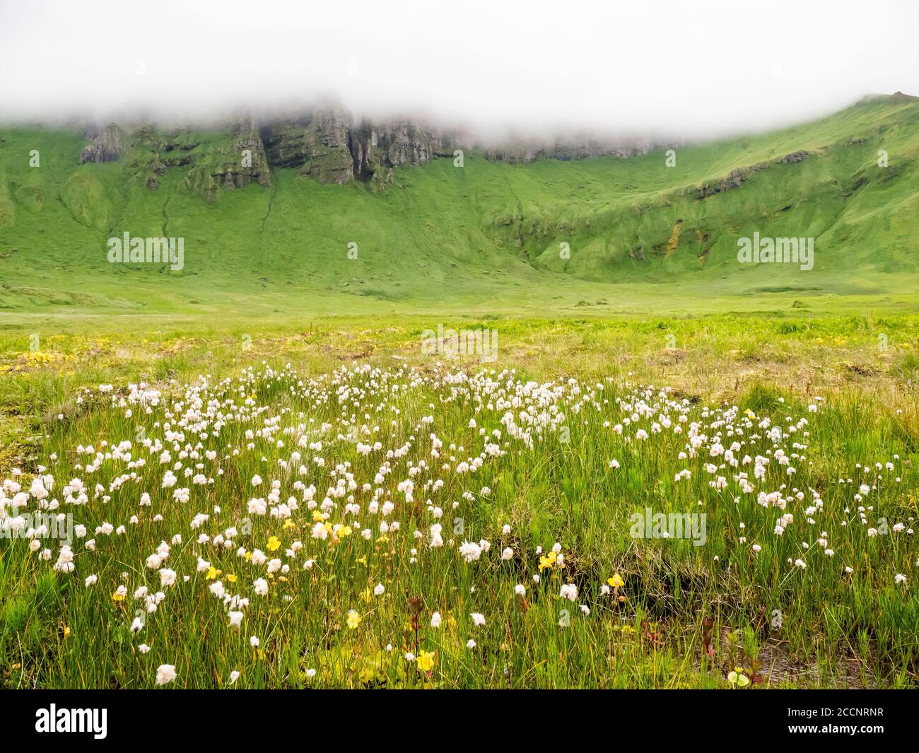 Wild Arctic cottongrass, Eriophorum callitrix, in the Kagamil Island ...