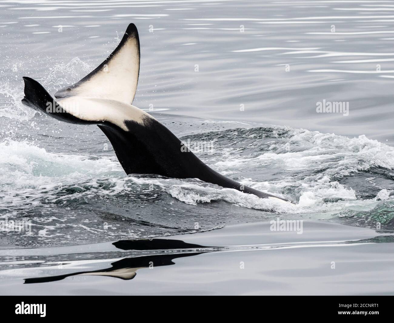Orca whale tail hi-res stock photography and images - Alamy