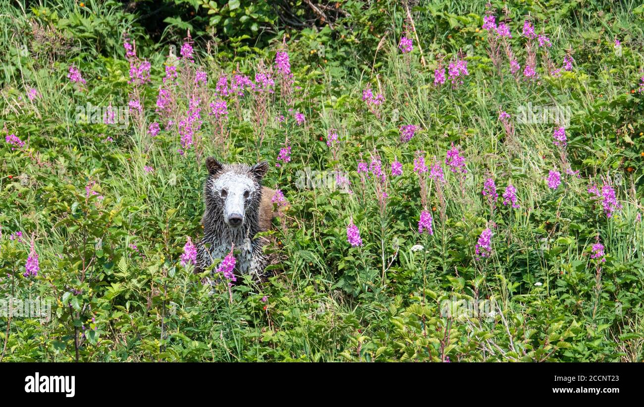 Dead bear hi-res stock photography and images - Alamy