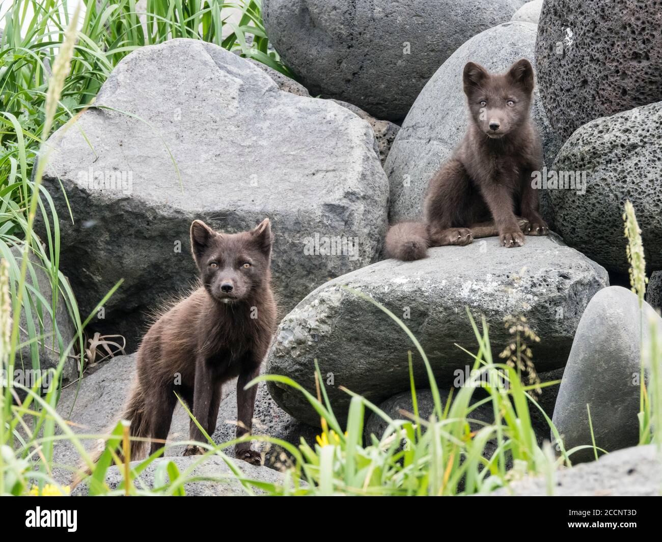 Arctic Fox Summer Pups