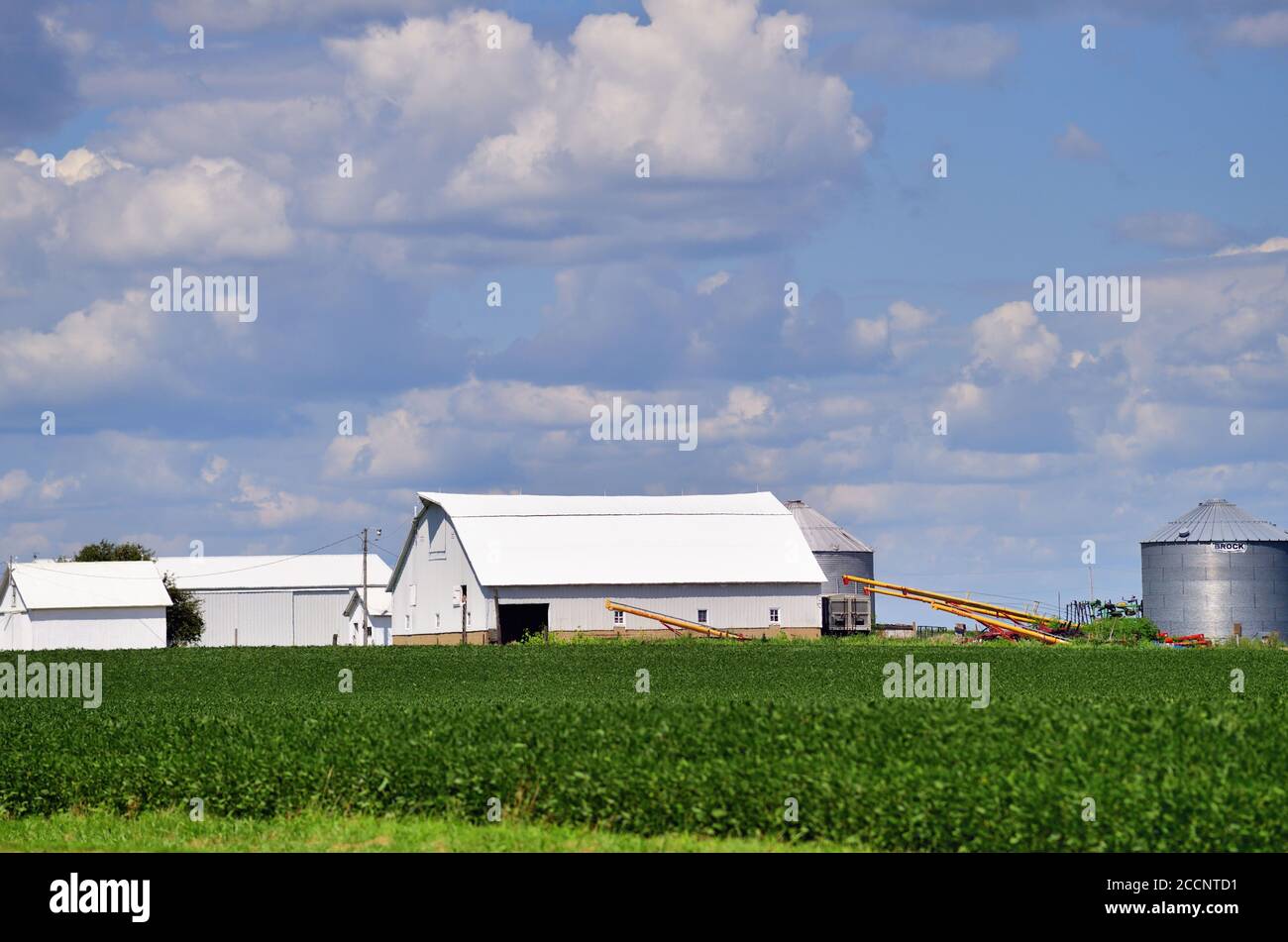 Arlingon, Illinois, USA. A maturing soybean crop provides a solid ...