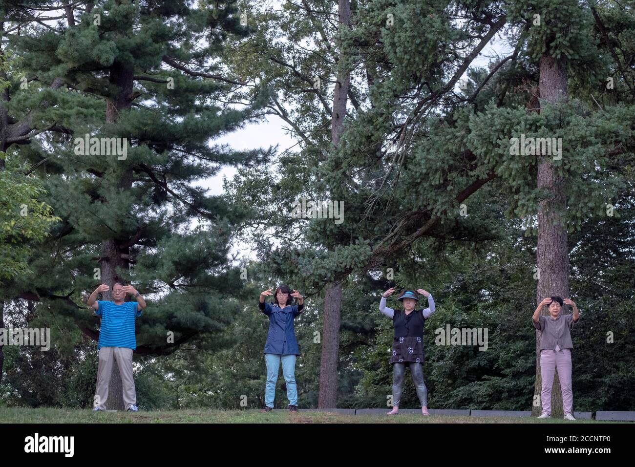 An Asian American man and women do Tai Chi together in amongst giant ...