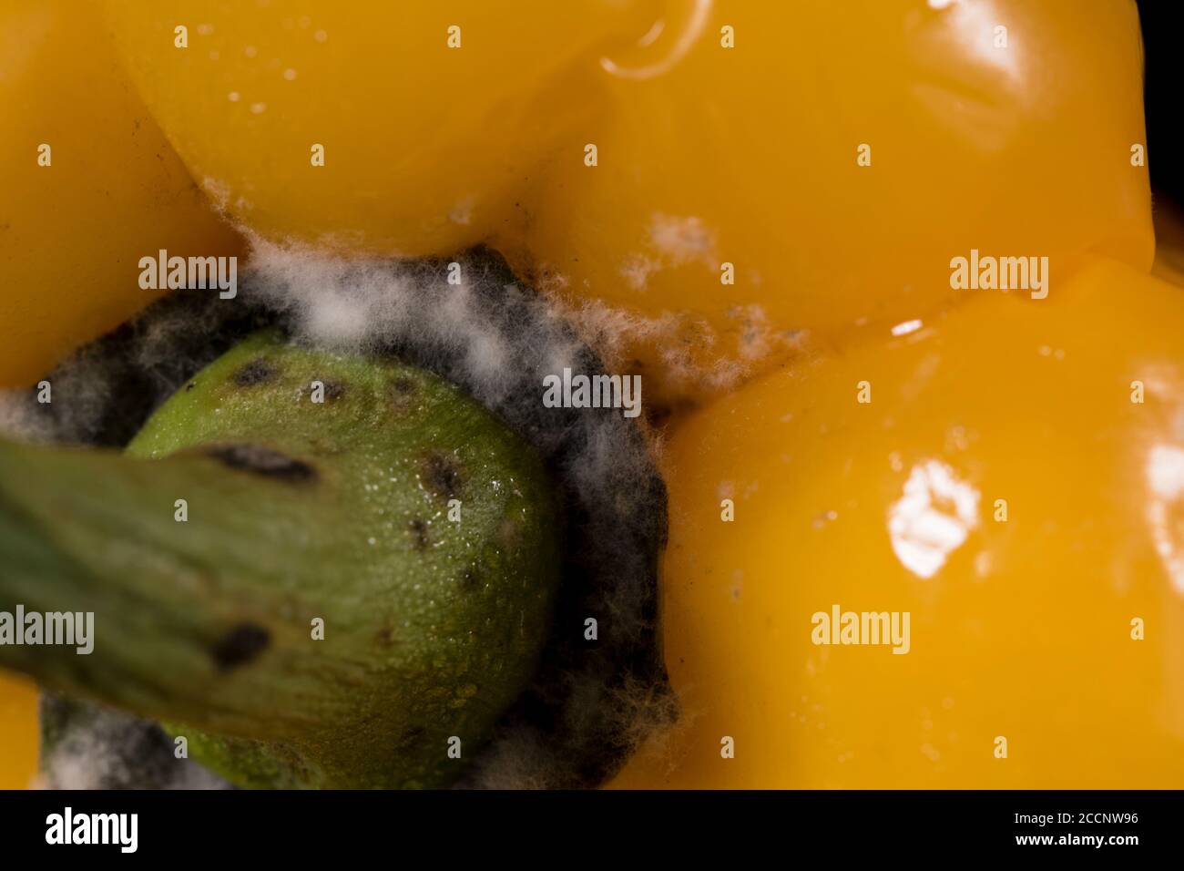White mold on spoiled food close up fuzzy mold Stock Photo - Alamy