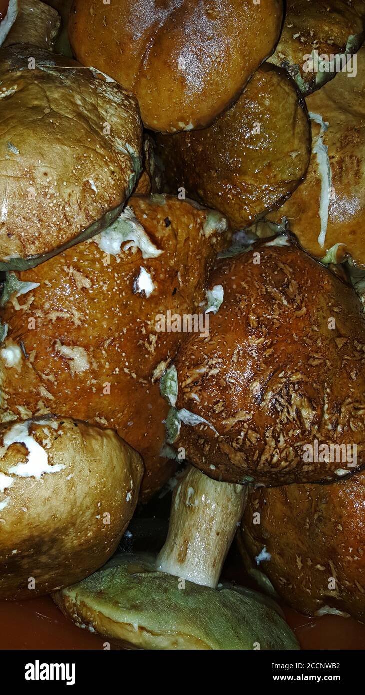 photo of mushrooms with large caps collected in the forest close-up ...