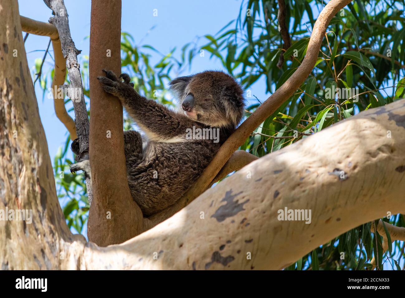 Awaken koala during daytime, resting on top of eucalyptus tree, sitting ...