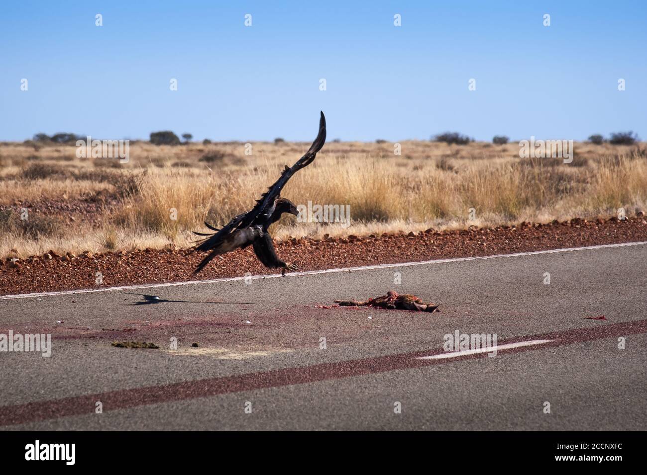 Wedgetailed eagle flying about to eat a prey on the road. The dead ...