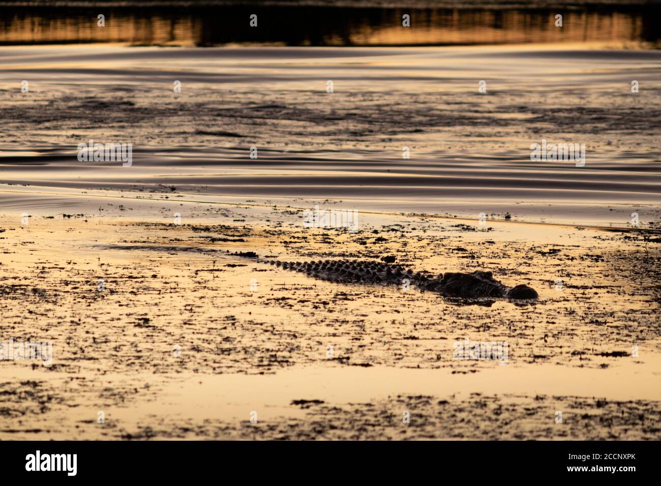 Salt water crocodile only showing its head. Back and tail above water ...