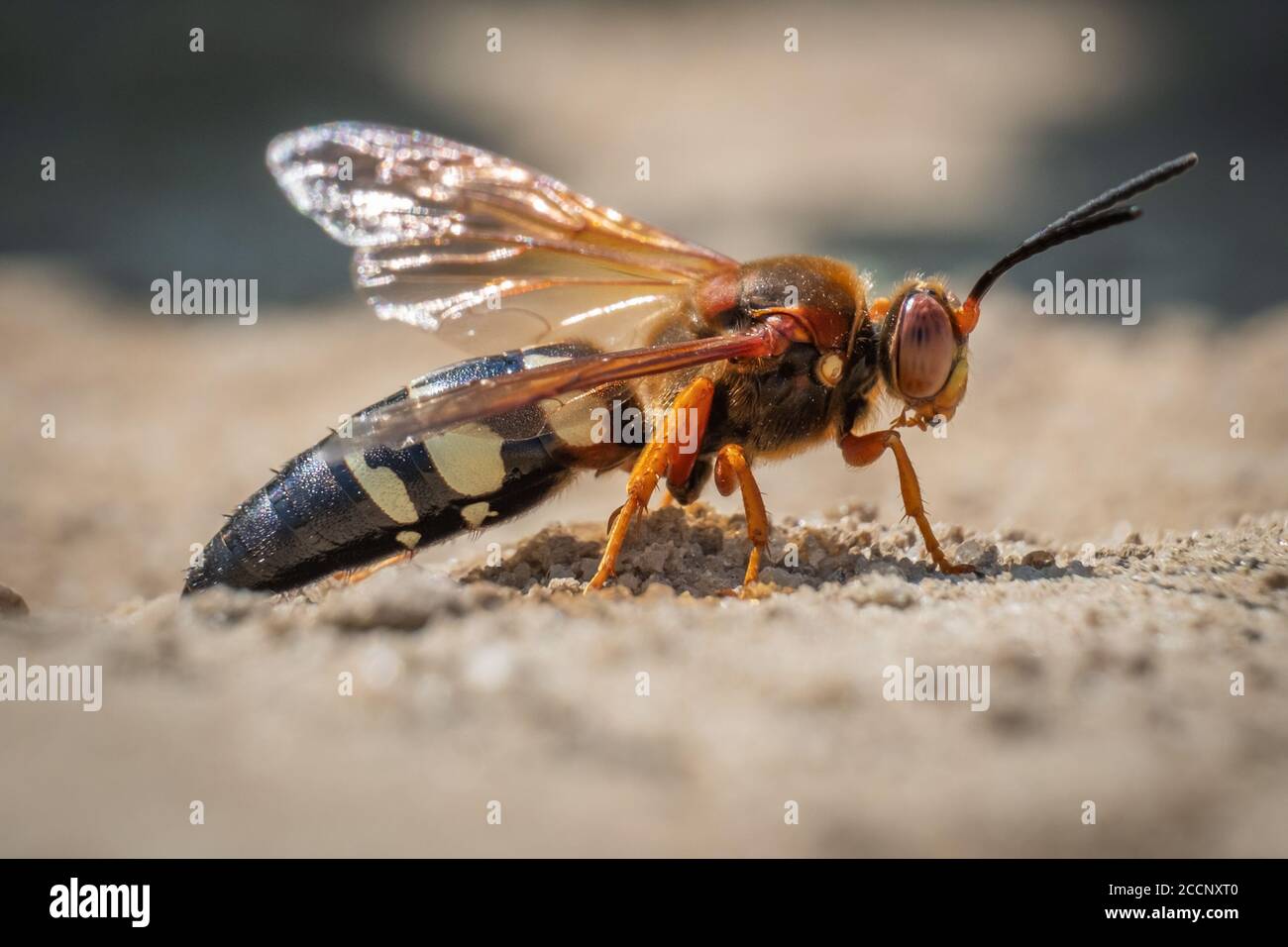 This menacing looking insect looks like a hornet, but it's actually a ...