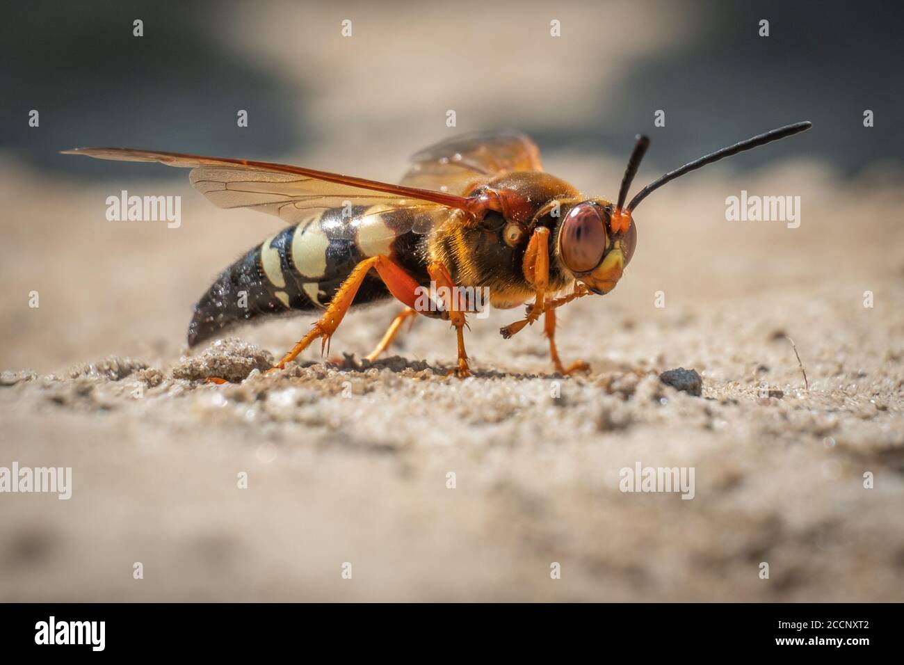 This frightening looking insect looks like a hornet, but it's actually ...