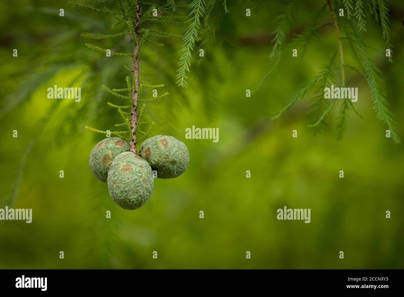 Cones of a Bald Cypress tree hang down in late summer. Raleigh, North ...