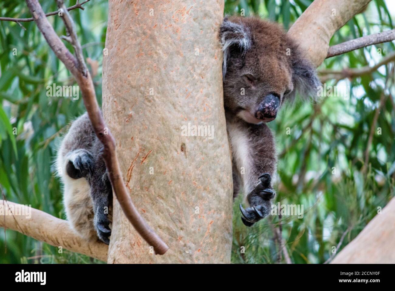 Awake koala hi-res stock photography and images - Alamy