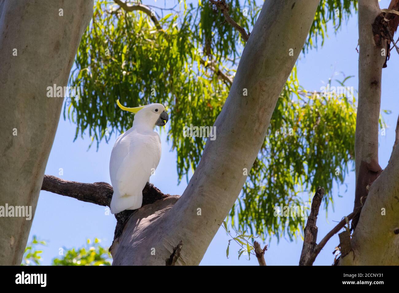 Sulphur-crested cockatoo, white body with yellow crest, on a tree ...
