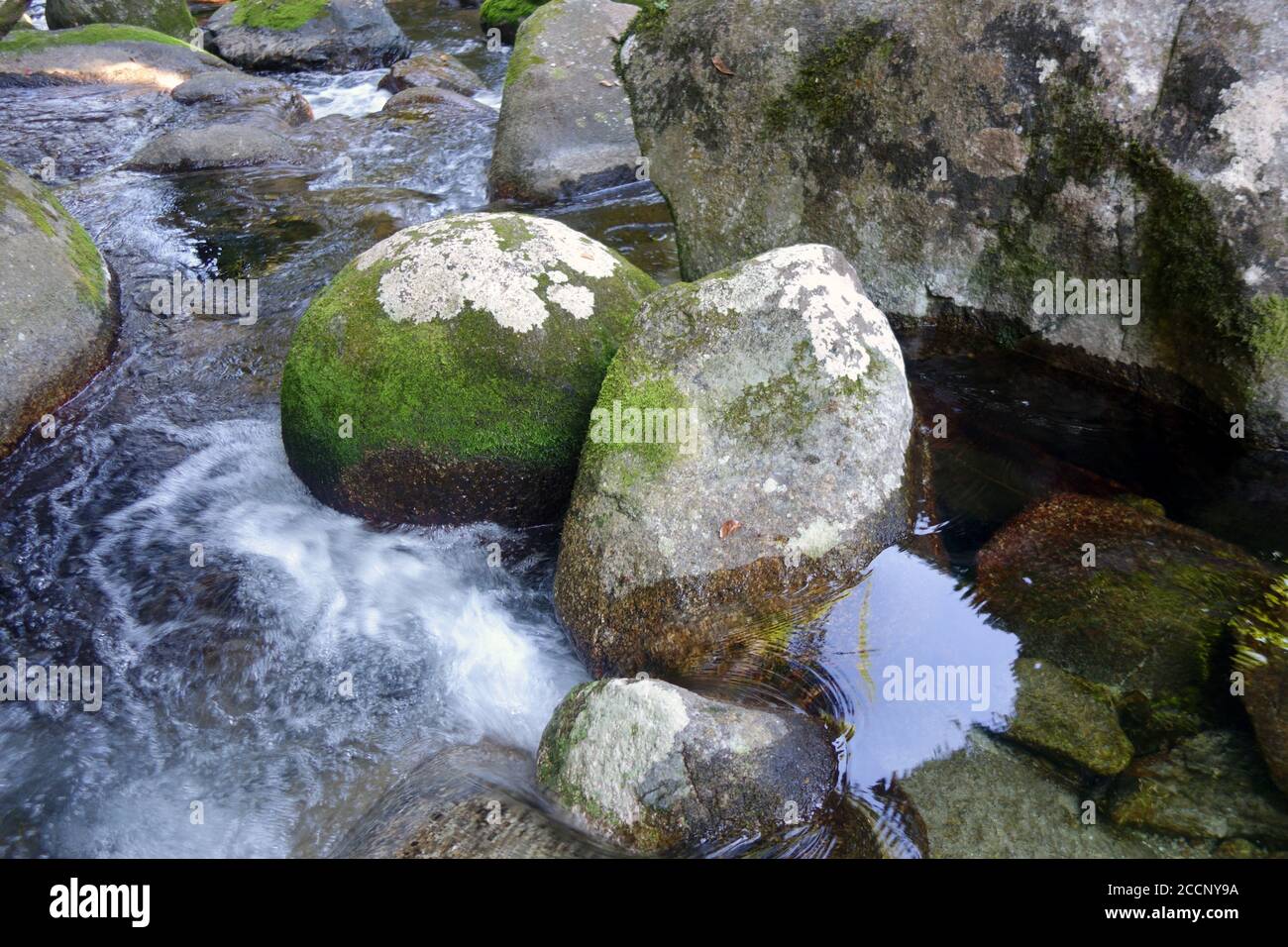 Perfectly clear water flowing over mossy rocks in a rainforest stream ...