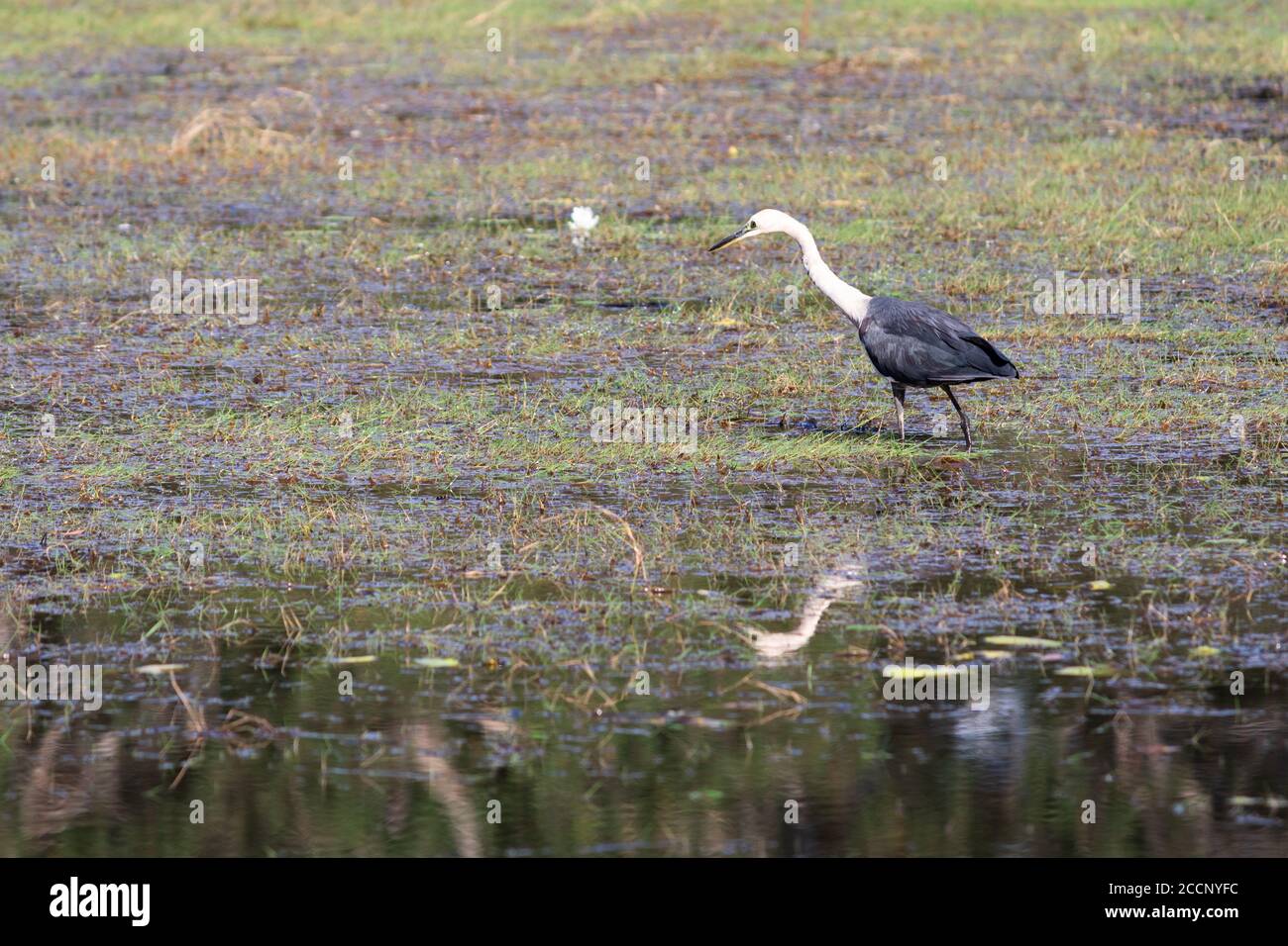 White-necked Heron (Ardea pacifica). Long white neck, black body. Bird ...