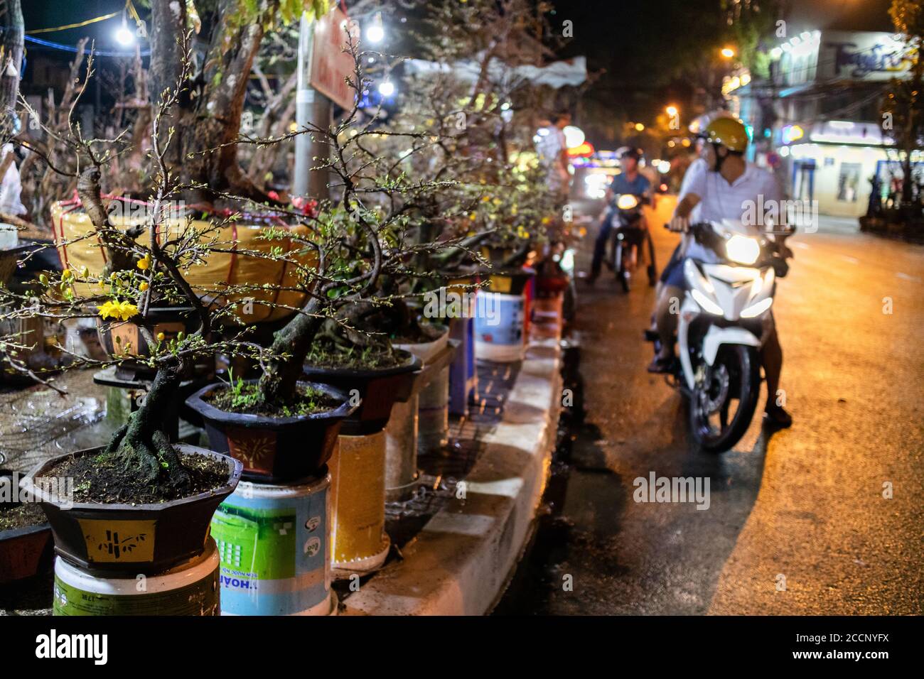 Night market. Street stall selling trees, bonsais and plants for ...