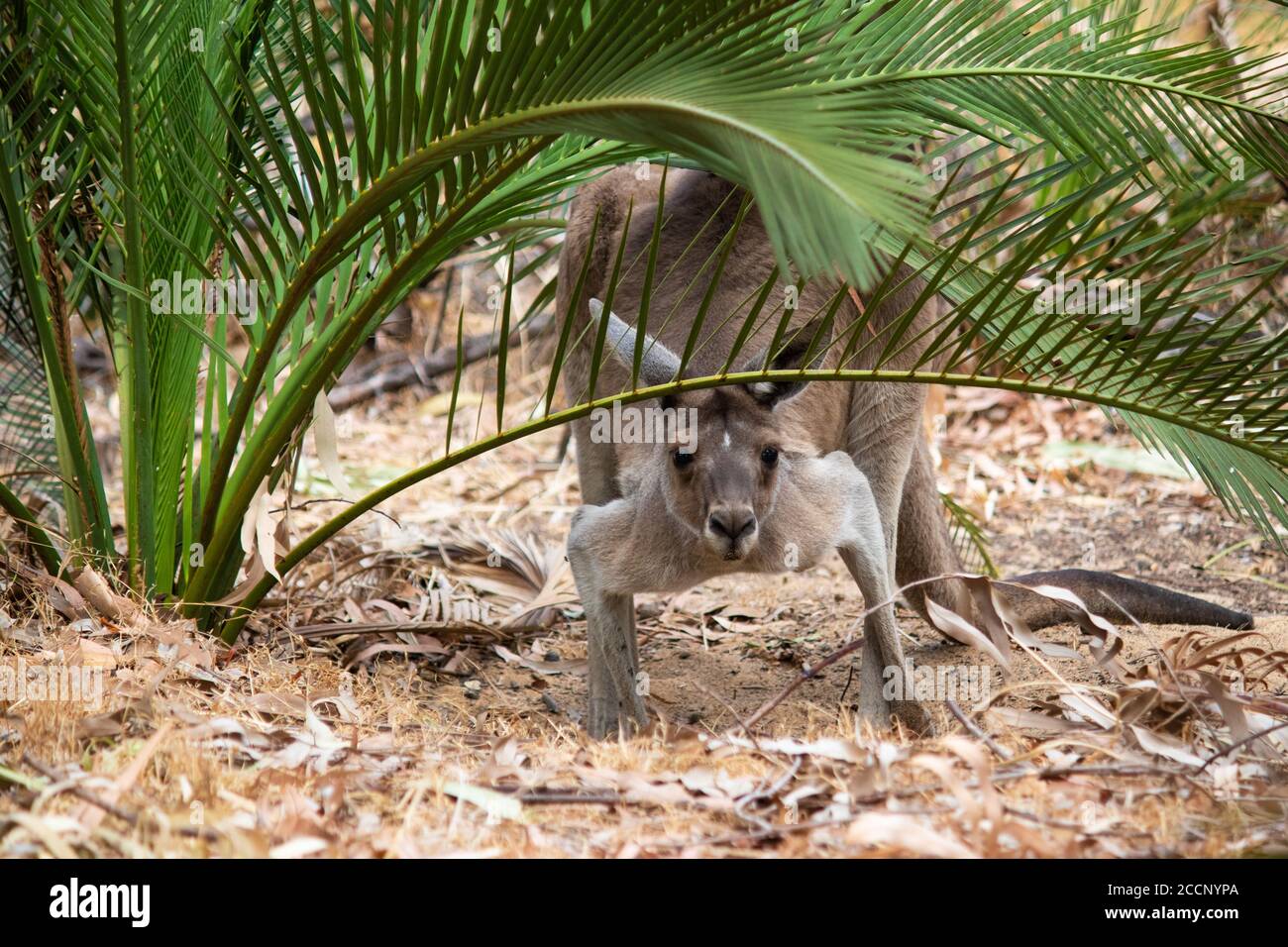 Portrait of a western grey kangaroo in the wild looking at the camera ...