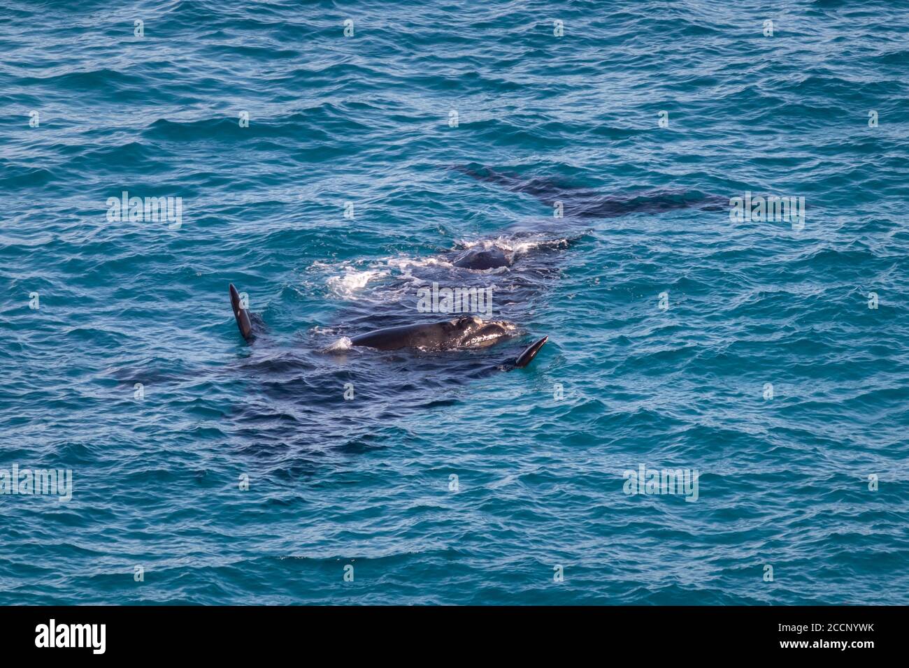 Southern right whales. Couple cow and calf. Mother upside down, baby on ...