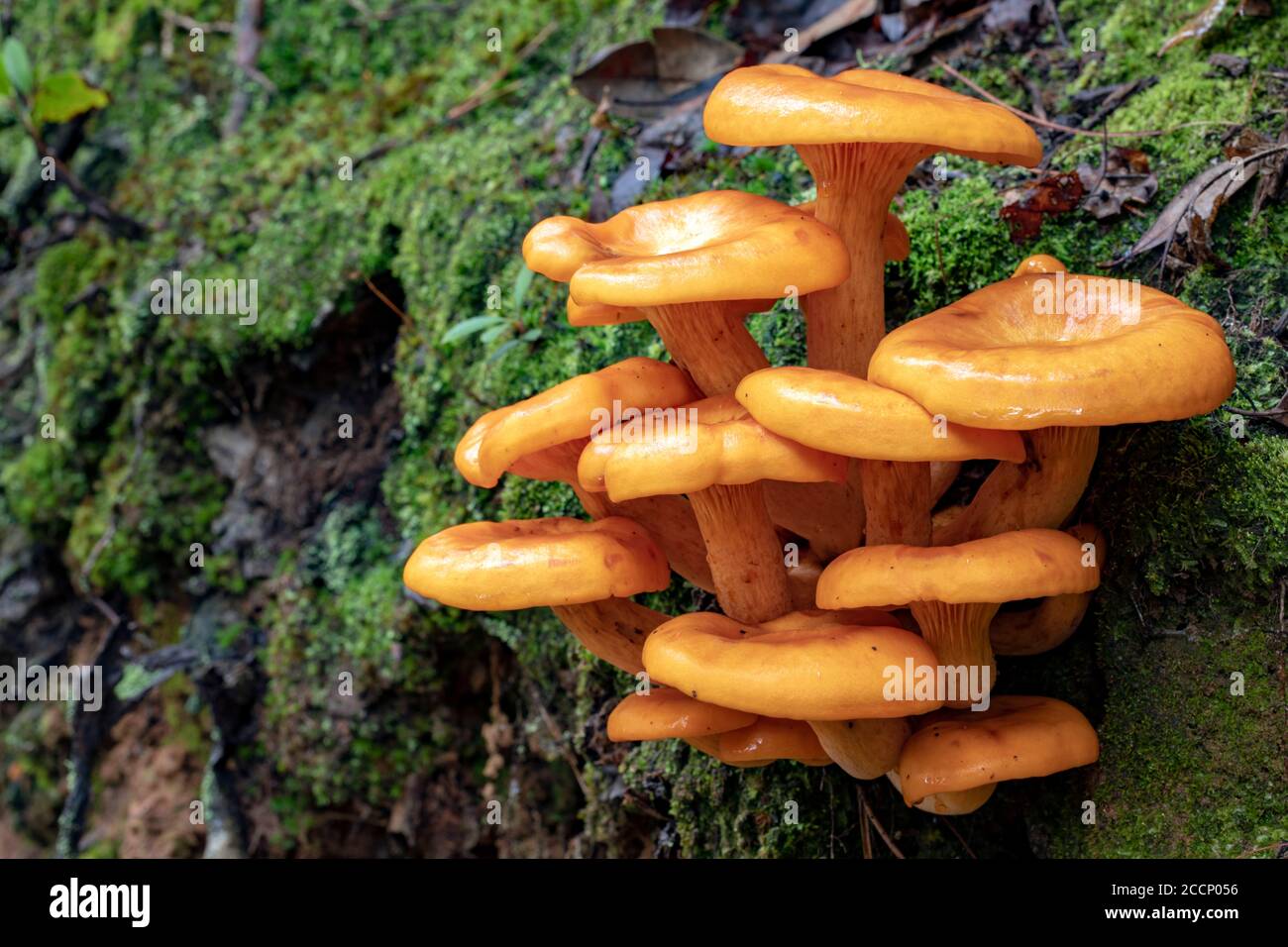 Bioluminescent mushroom fungus hi-res stock photography and images - Alamy