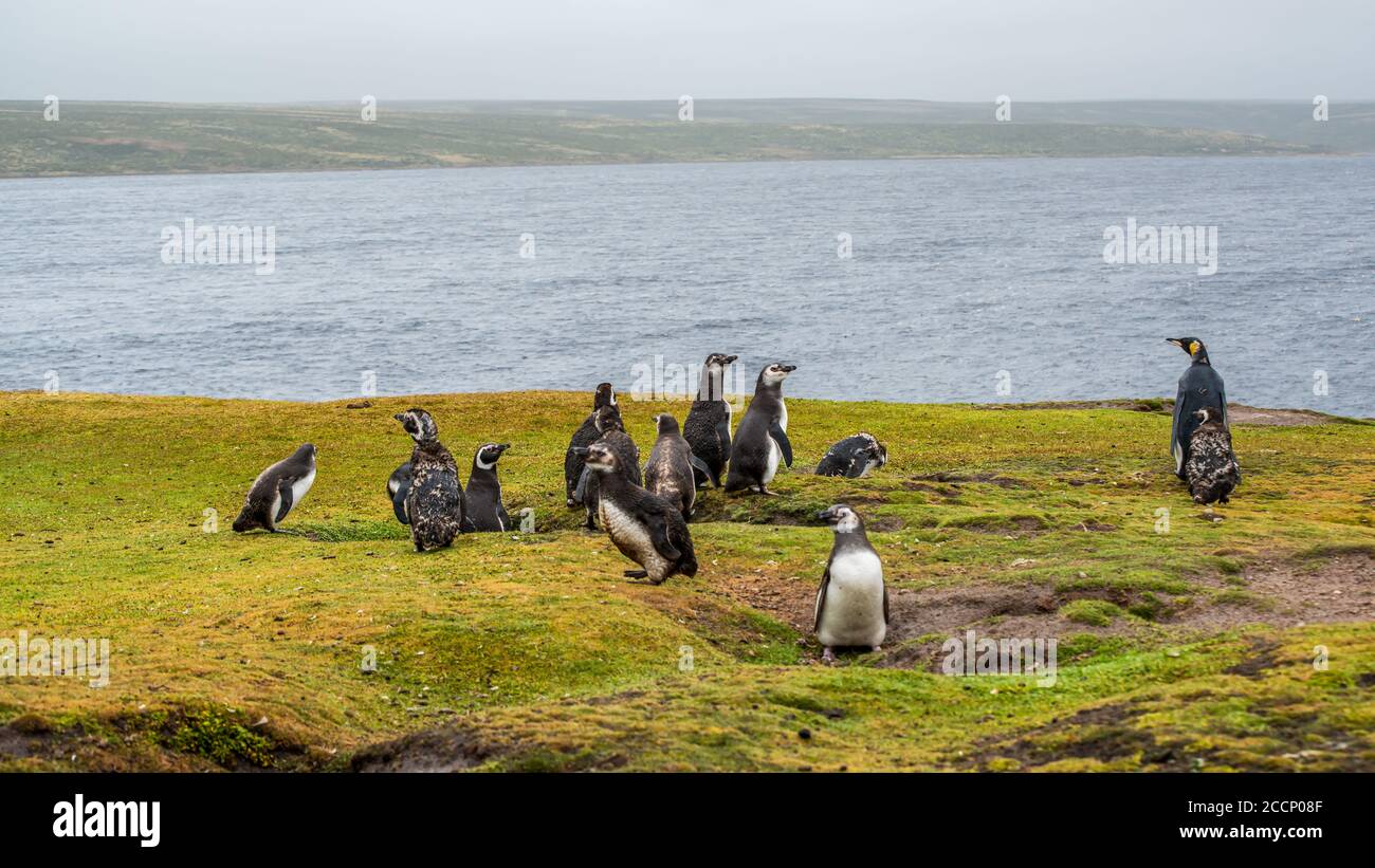A King Penguin with Magellanic Penguins on East Falkland Island Stock ...