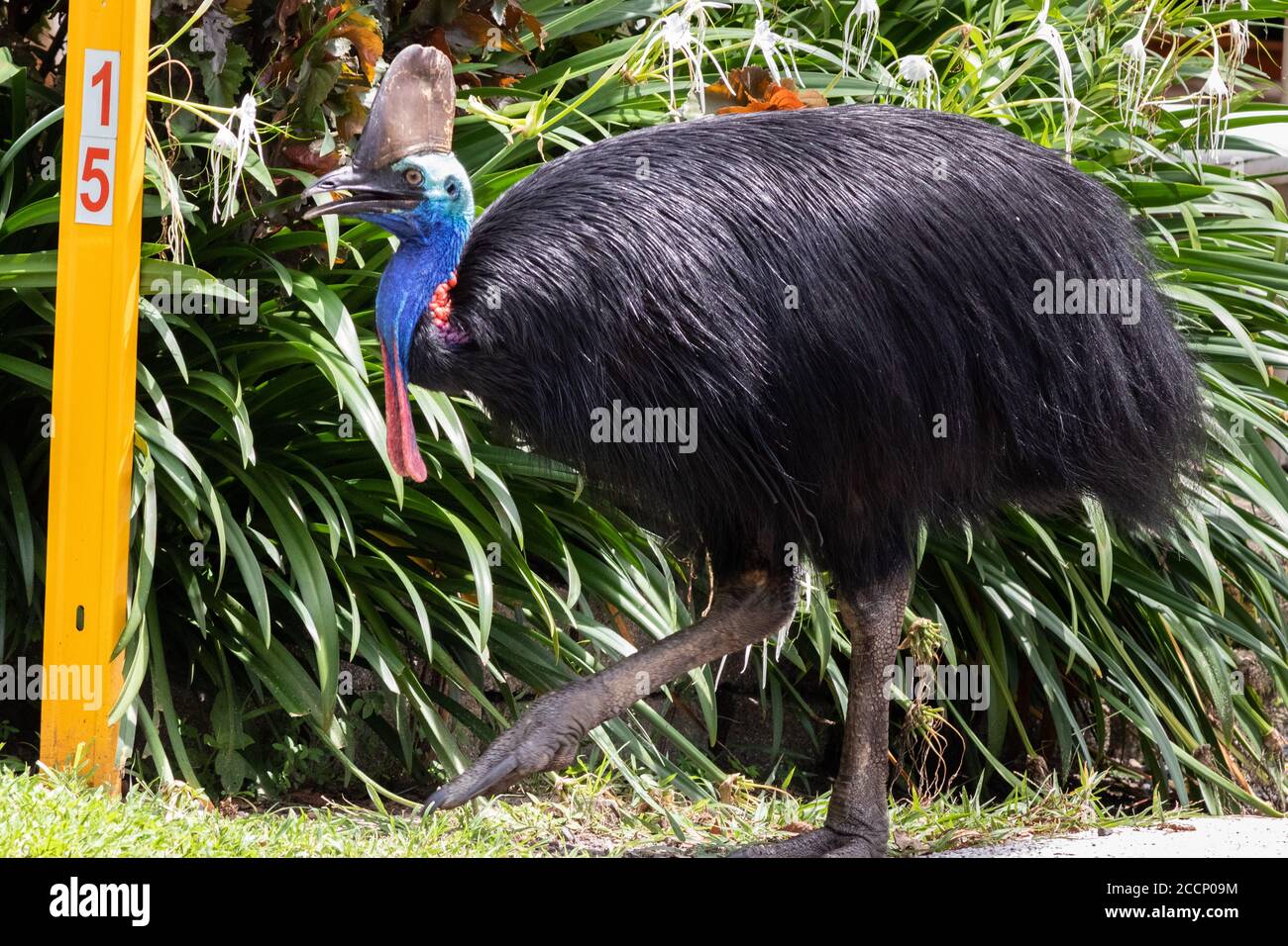 Full body portrait of a wild cassowary in the jungle. Adult individual ...