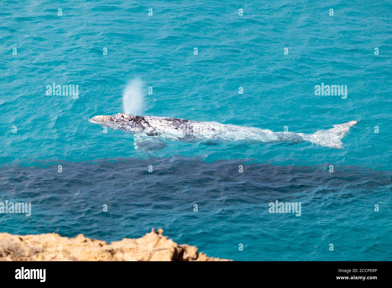 Tail close up southern right hi-res stock photography and images - Alamy