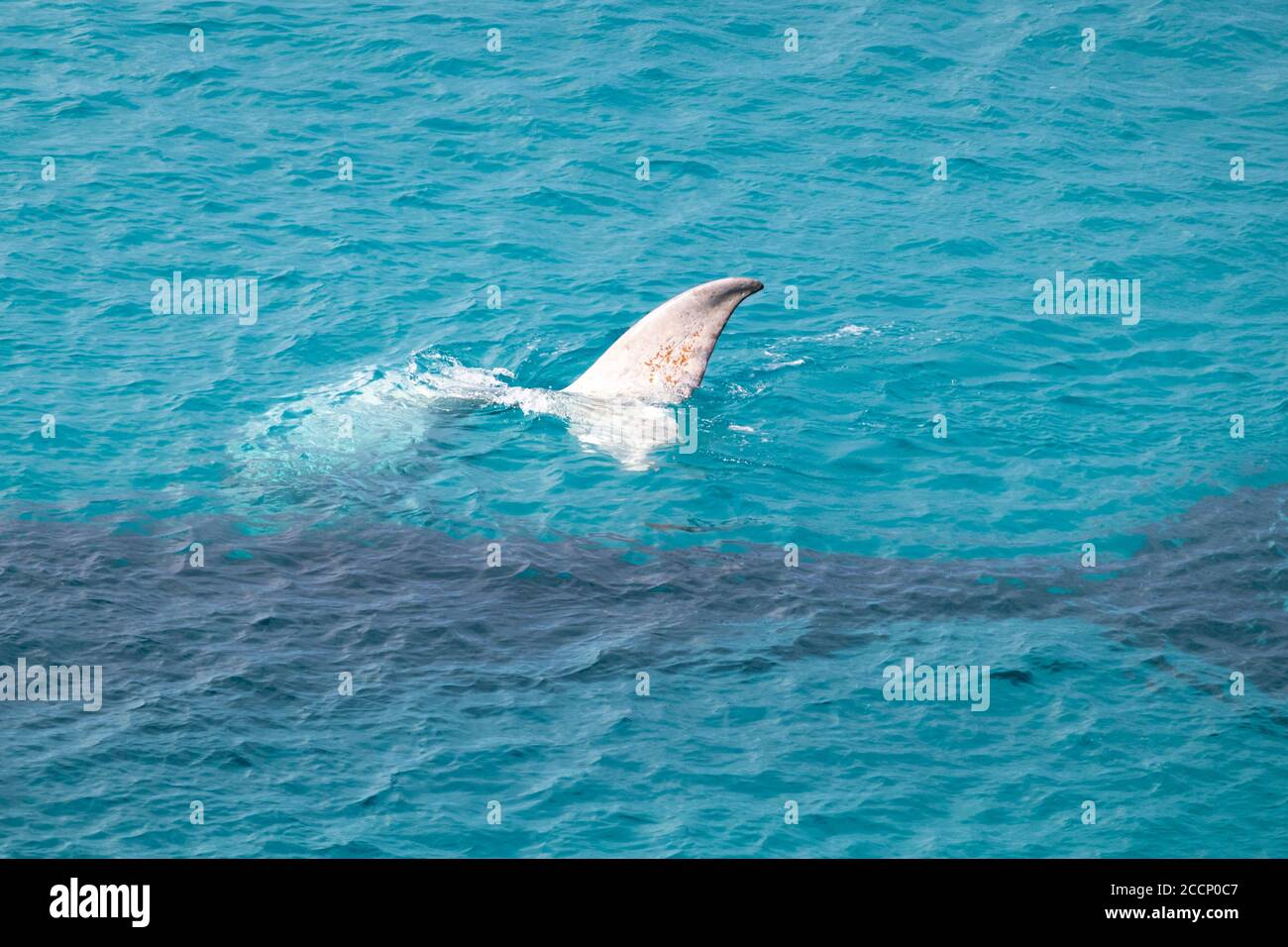 Southern right whale baby. White calf showing its tail above the ...