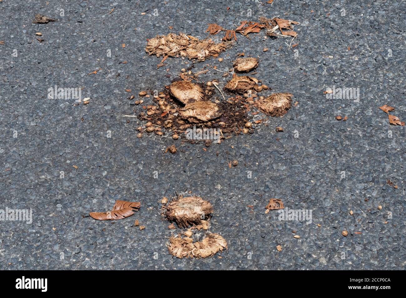 Animal droppings australia hi-res stock photography and images - Alamy