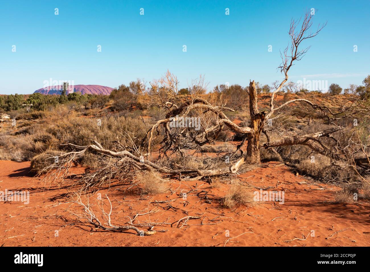 Desert Soil Bushes High Resolution Stock Photography and Images - Alamy