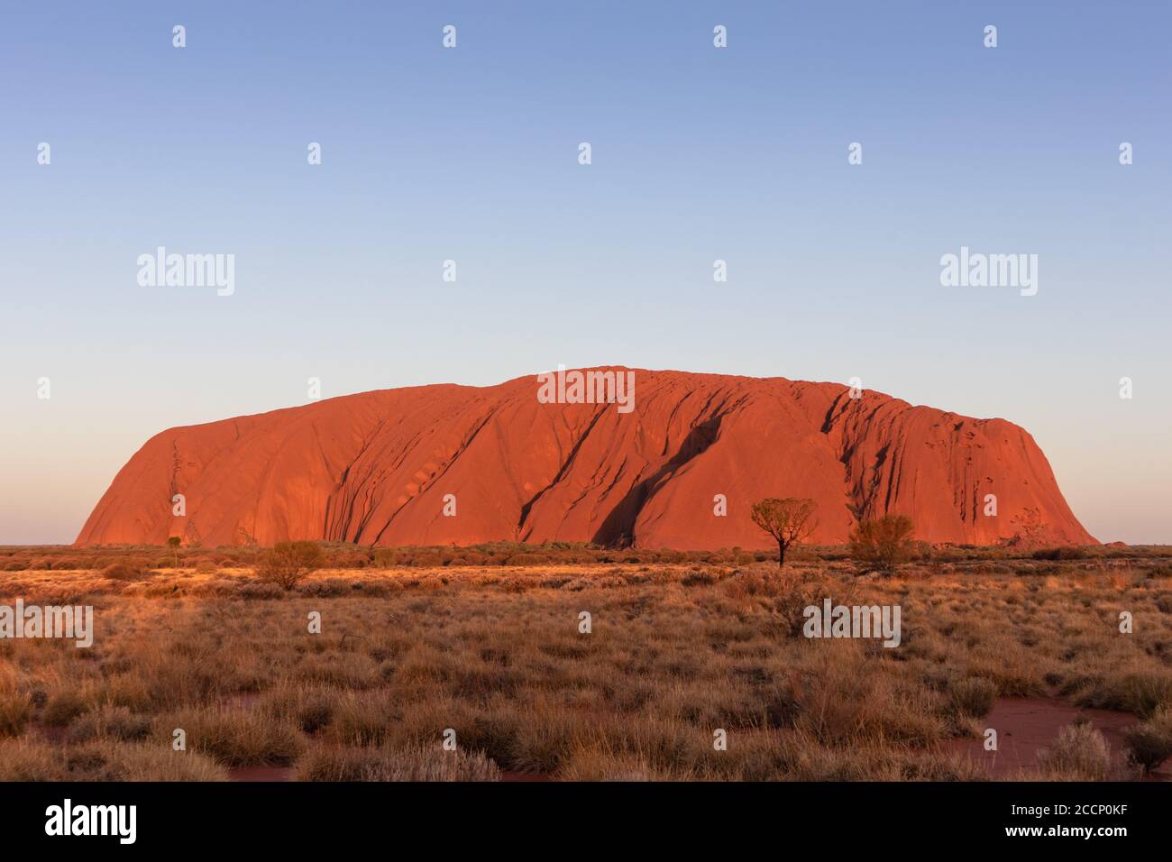 Iconic Mount Uluru at sunset time. Clear sky, low bushes. Eroded rock ...