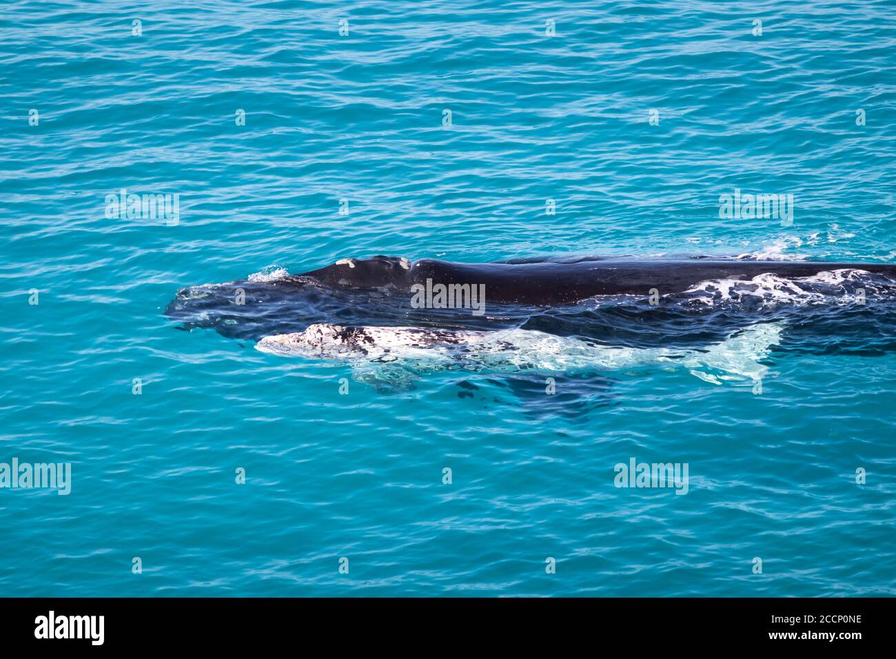 Southern right whale head of bight hi-res stock photography and images ...
