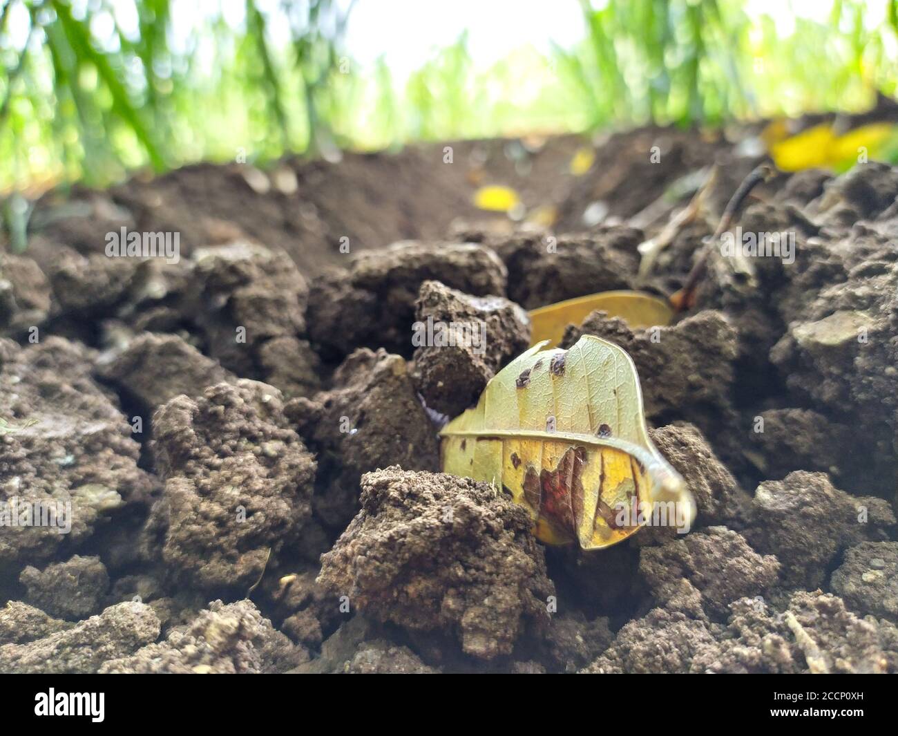 Pleasing landscape of fallen leaf of mango tree on nice textured soil ...