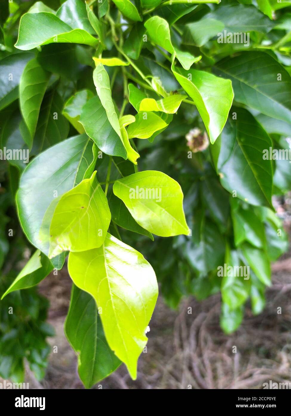 Indian pongam tree with beautiful yellowish green leaves Stock Photo ...